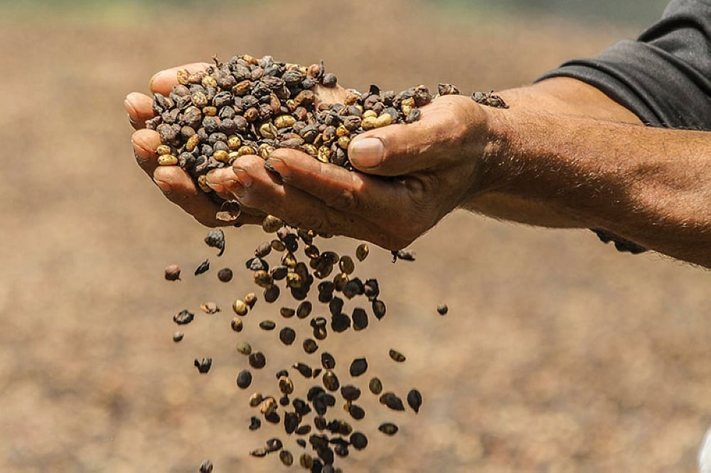 Tuburan Coffee: From the plant to your cup