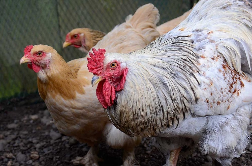 Chicken inventory in Davao region down