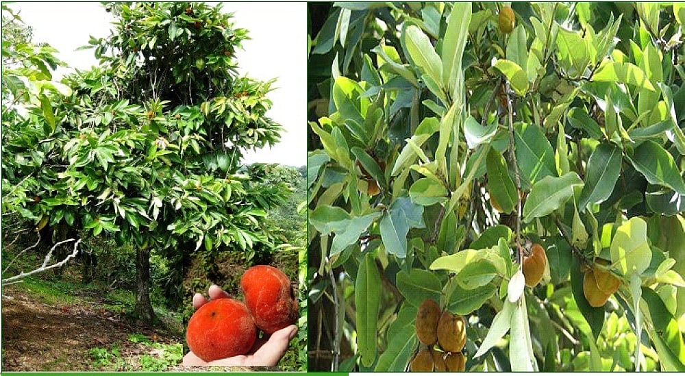 Molave Tree Philippines