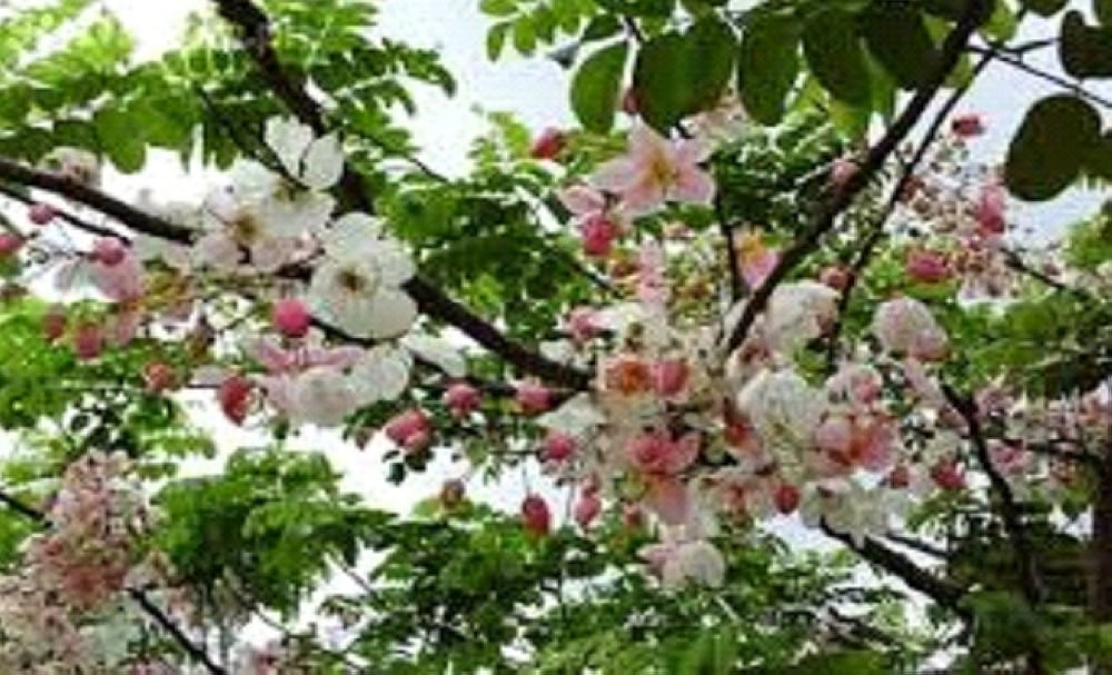 Molave Tree Philippines