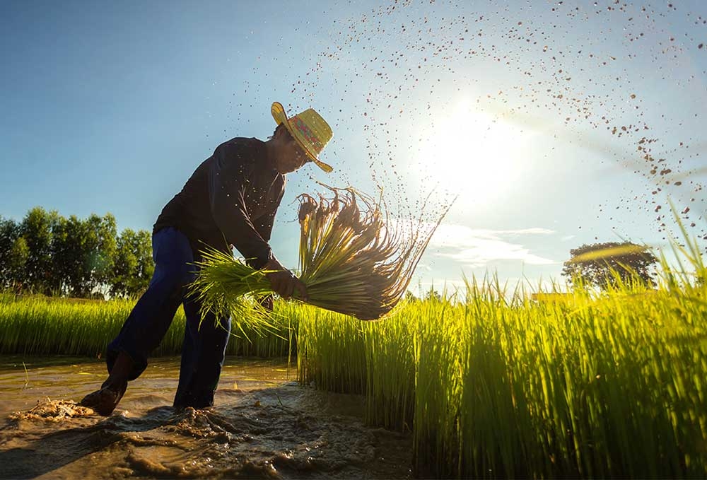Dabawenyos, farmers urged to monitor La Niña updates