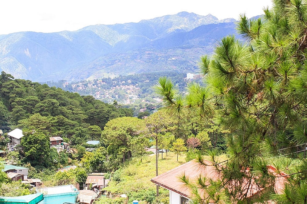 Pining over the City of Pines