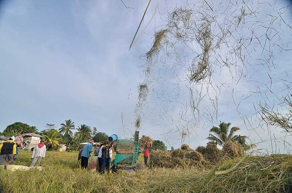 Mechanizing the rice industry