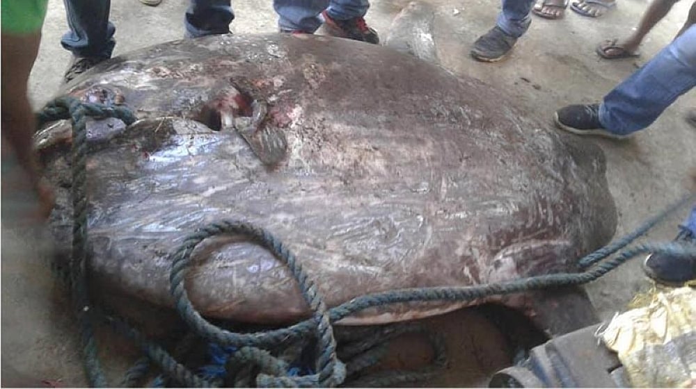 Injured sunfish found dead