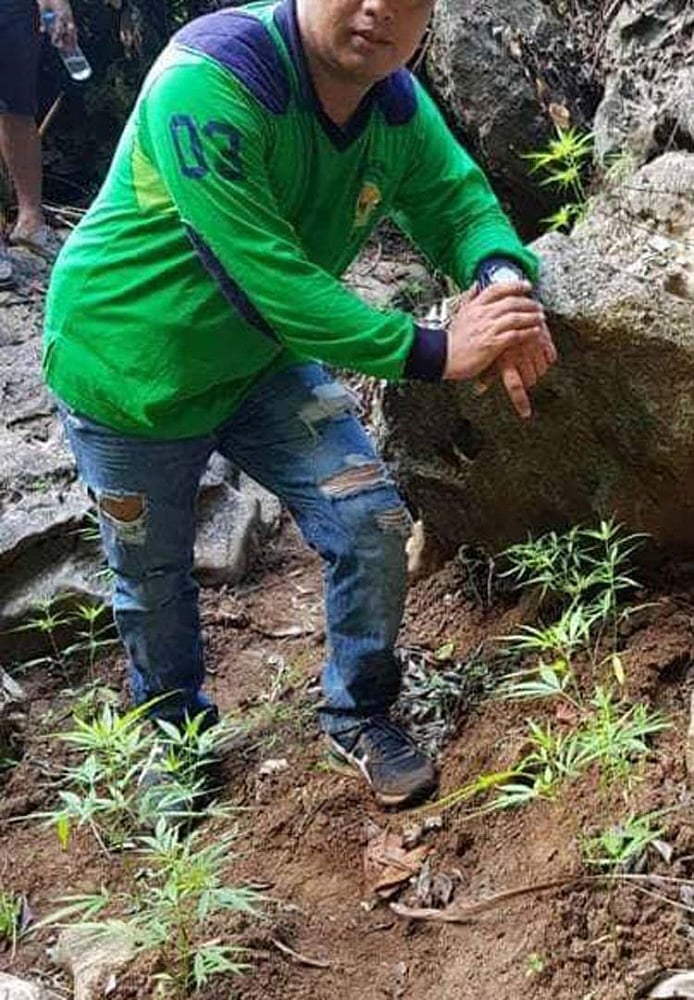 Marijuana plants uprooted in mountain barangay of Cebu