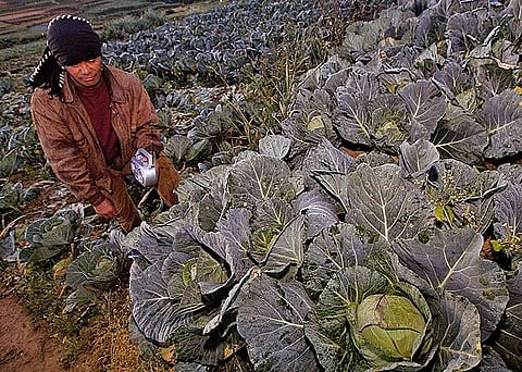 Vegetable frost