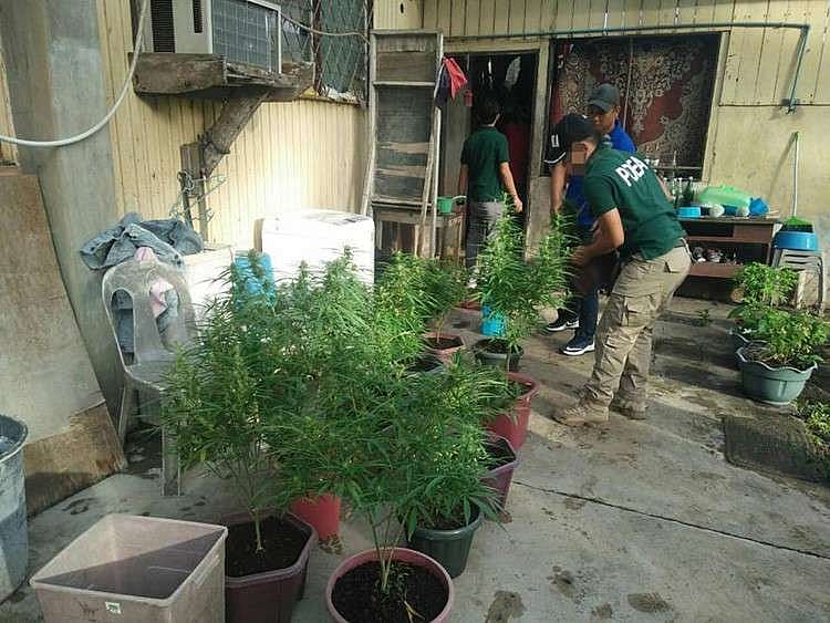 2 nabbed for planting marijuana in their backyard