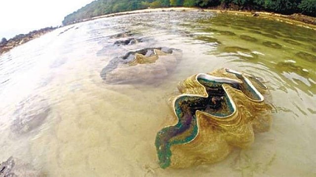 ‘Taklobo’ eaters warned
