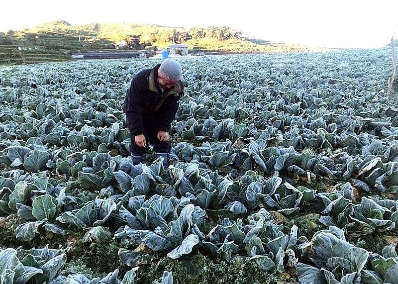 Frost damage to Benguet vegetables ‘minimal’