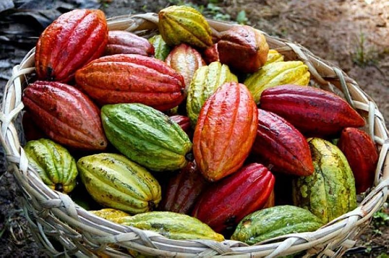 Cacao shortage in Davao