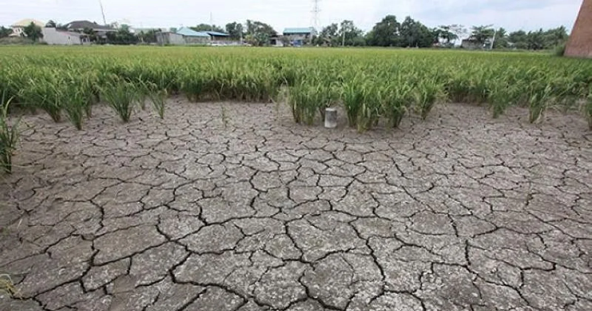 Marcos Asks For Publics Help To Mitigate El Niño