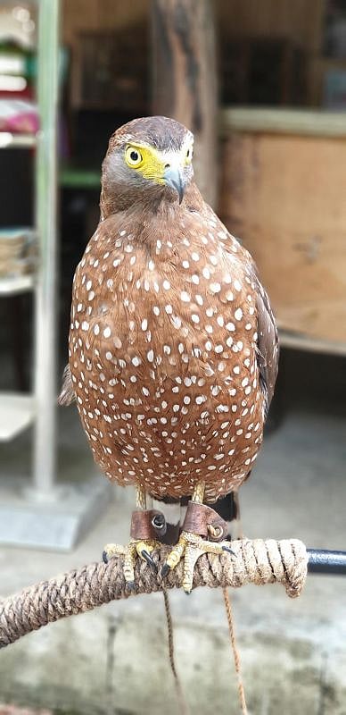 Negros Forest Park: A forest in the heart of the city