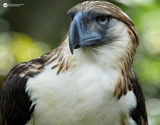 DENR-Davao pushes for stronger policies to protect PH Eagle