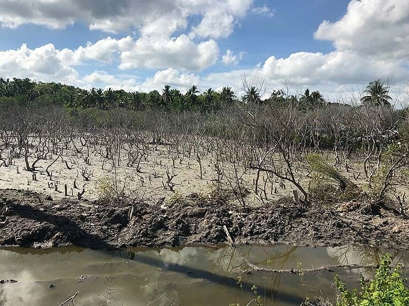 934 mangroves earth-balled for flood control