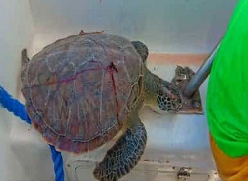 3 arrested for killing endangered turtle