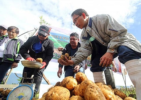 Benguet farmers get potato seeds