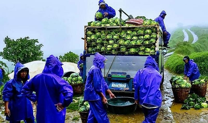 Farmers harvest crops