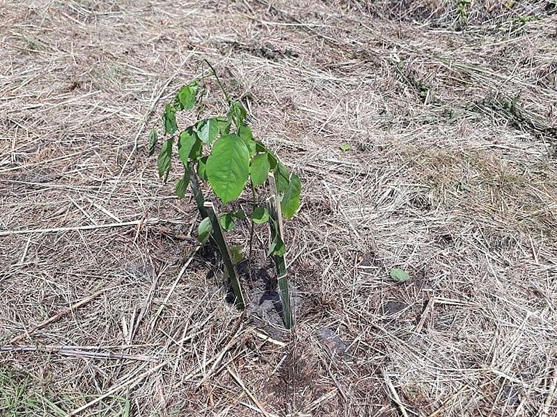 DENR employees, volunteers host tree planting
