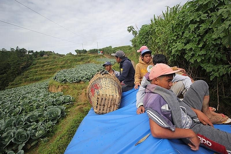 Cabbage boys in Buguias, Benguet