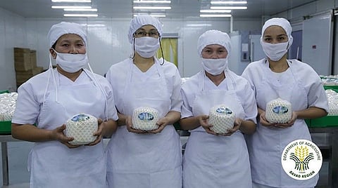 Farmers urged to plant 'sweet coconuts'