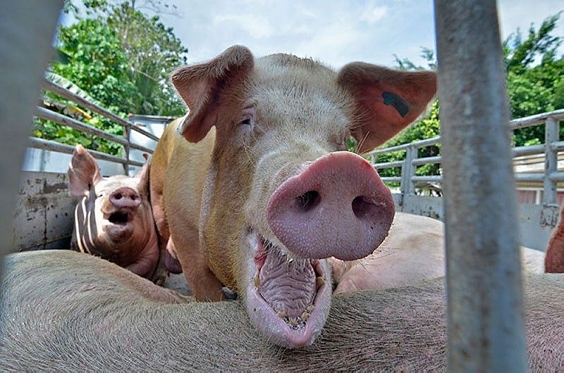 Department of Agriculture to farmers: Report suspicious death of pigs