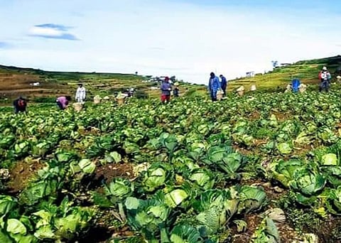 Farmers harvest rain-soaked crops