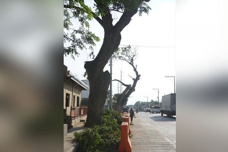 More trees in Naga will have to be cut