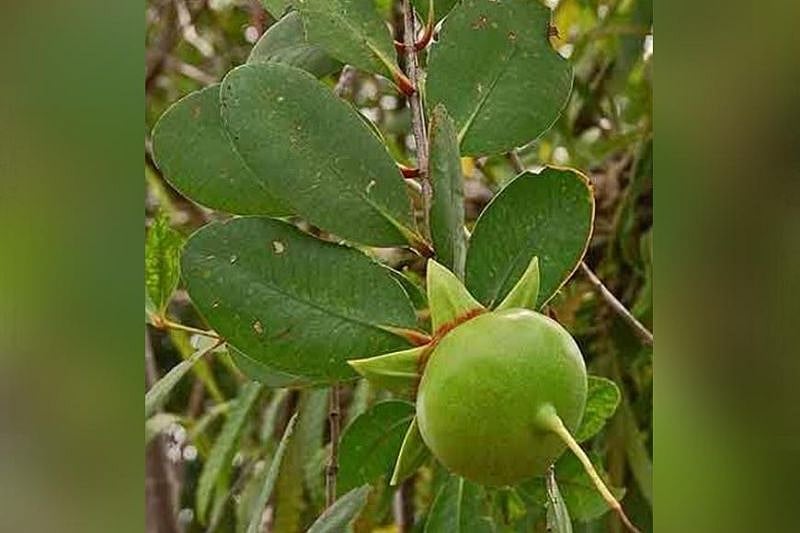 1st Palapat Festival set in Masantol village