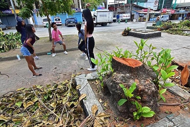 DENR-Davao denies giving permits to cut trees