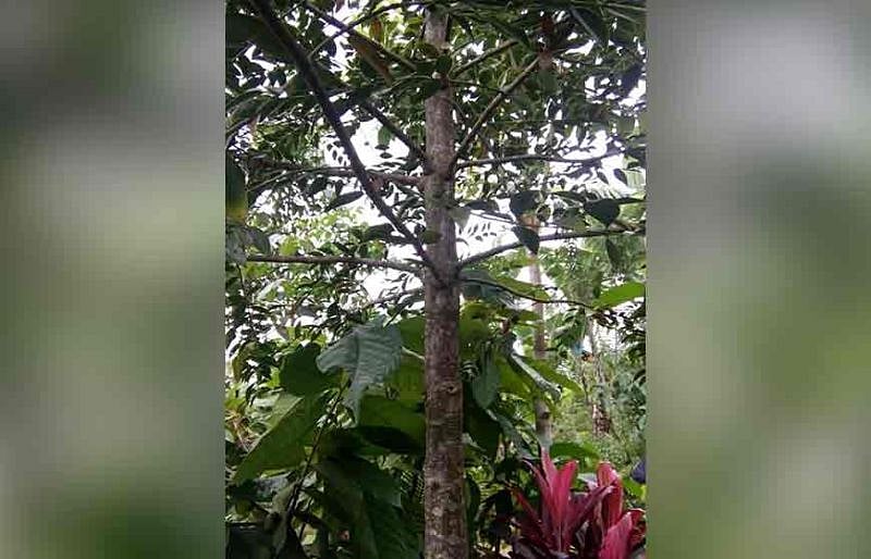 Almaciga resin tapping soon in Sibulan