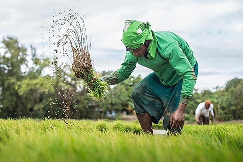 Gov't urges farmers to fight rice field rats
