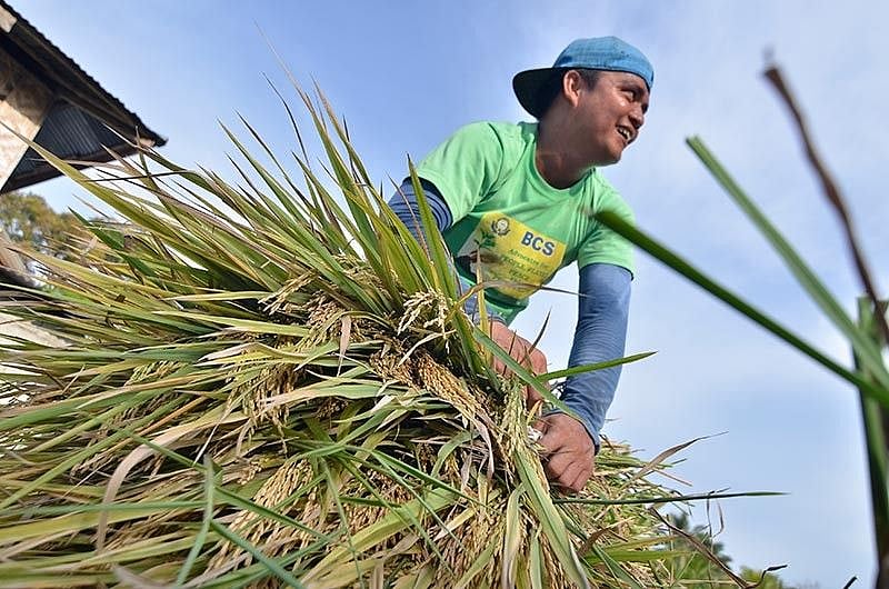 40K rice farmers in Davao to get P5-K financial aid