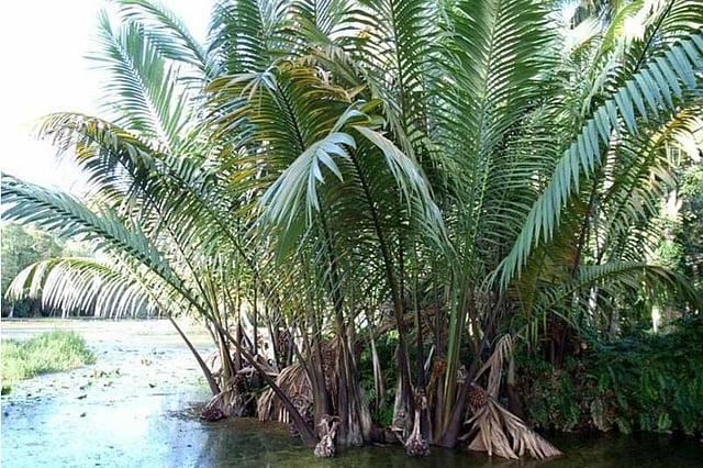 A sweet fix from nipa palm