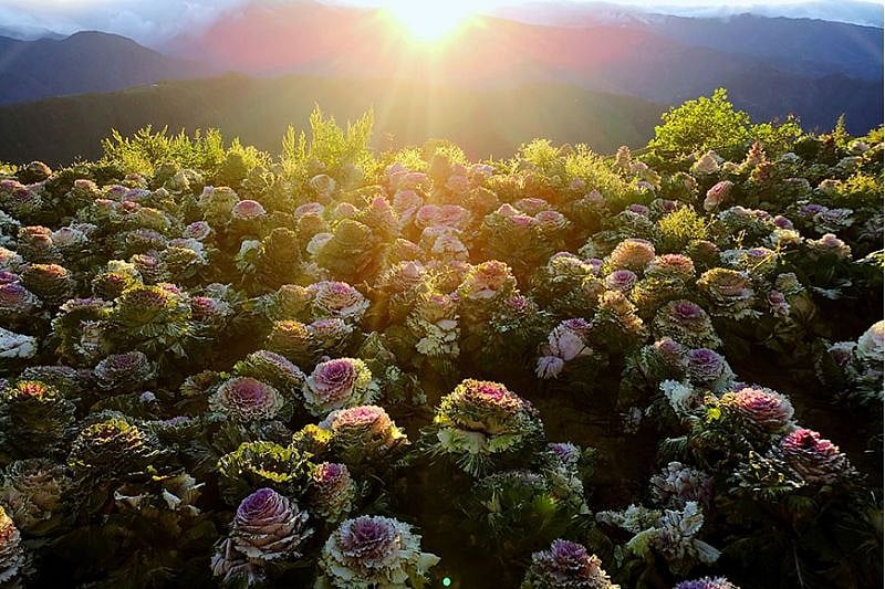 Atok freezes tourism activities