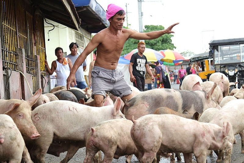 Agriculture department supports permanent ban on backyard hog raising ...
