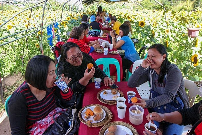 Sunflower Farm In Baguio City | Best Flower Site