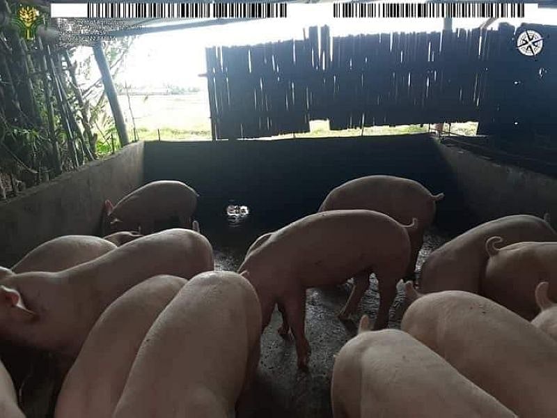 DA conducts inventory of hogs