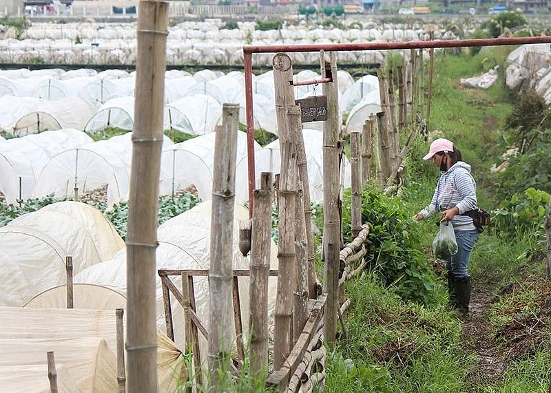 DSWD notes 70% SAP distribution in Cordillera
