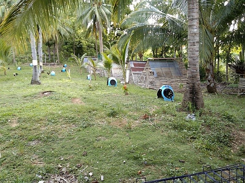 Dr. Junjun Tan: Gamefowl aficionado