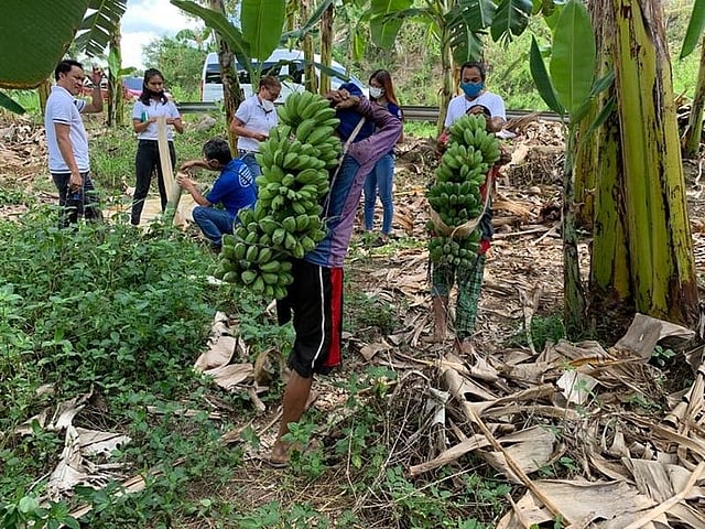 Cardava buyer Hijo trains farmers