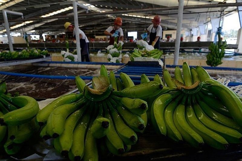 PBGEA sees 20% drop in banana exports in 2020