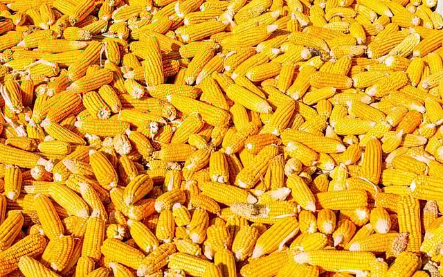 Minda crafts corn program