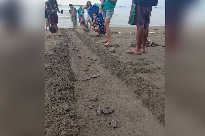 96 baby sea turtles spotted in Naga, Cebu