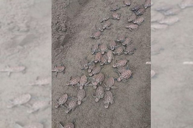 96 baby sea turtles spotted in Naga, Cebu