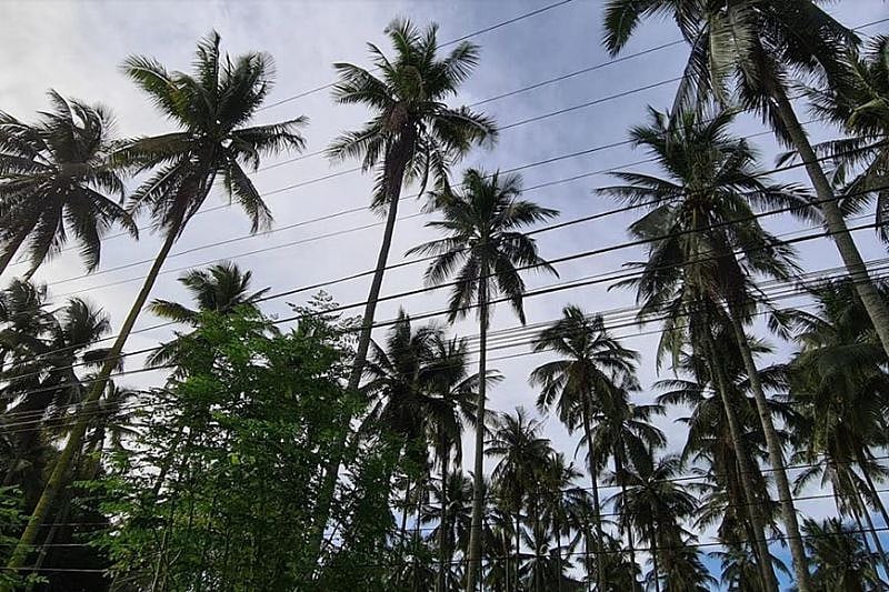 Health benefits and uses of coconut