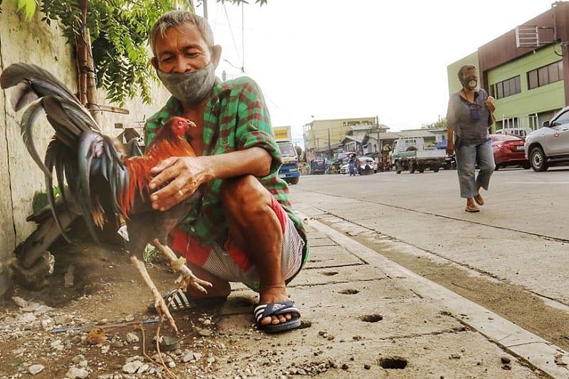 Sabong gidili sa Mandaue, Talisay; Cebu City mohimo og guidelines