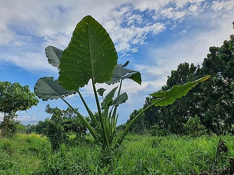 The marvels of 'Badiang'