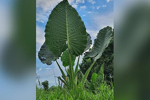 The marvels of 'Badiang'