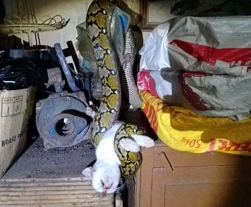 3-meter python kills house cat