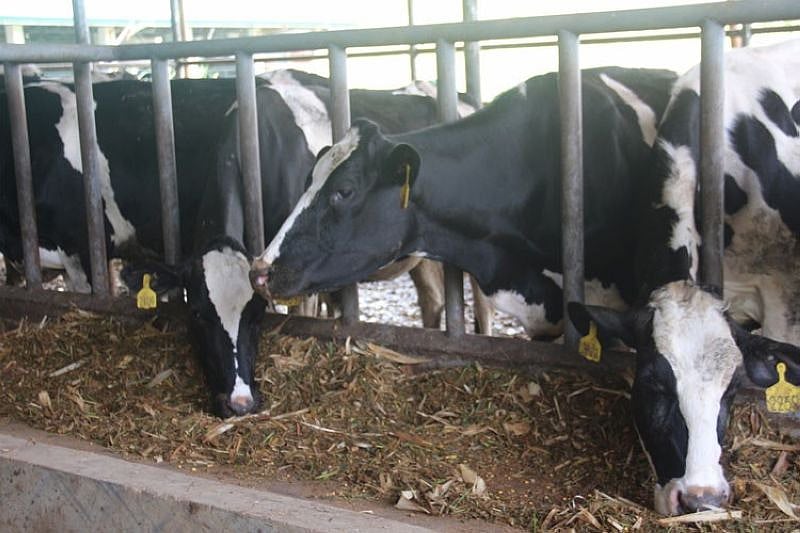 Efforts continue to raise purebred cows and milk production